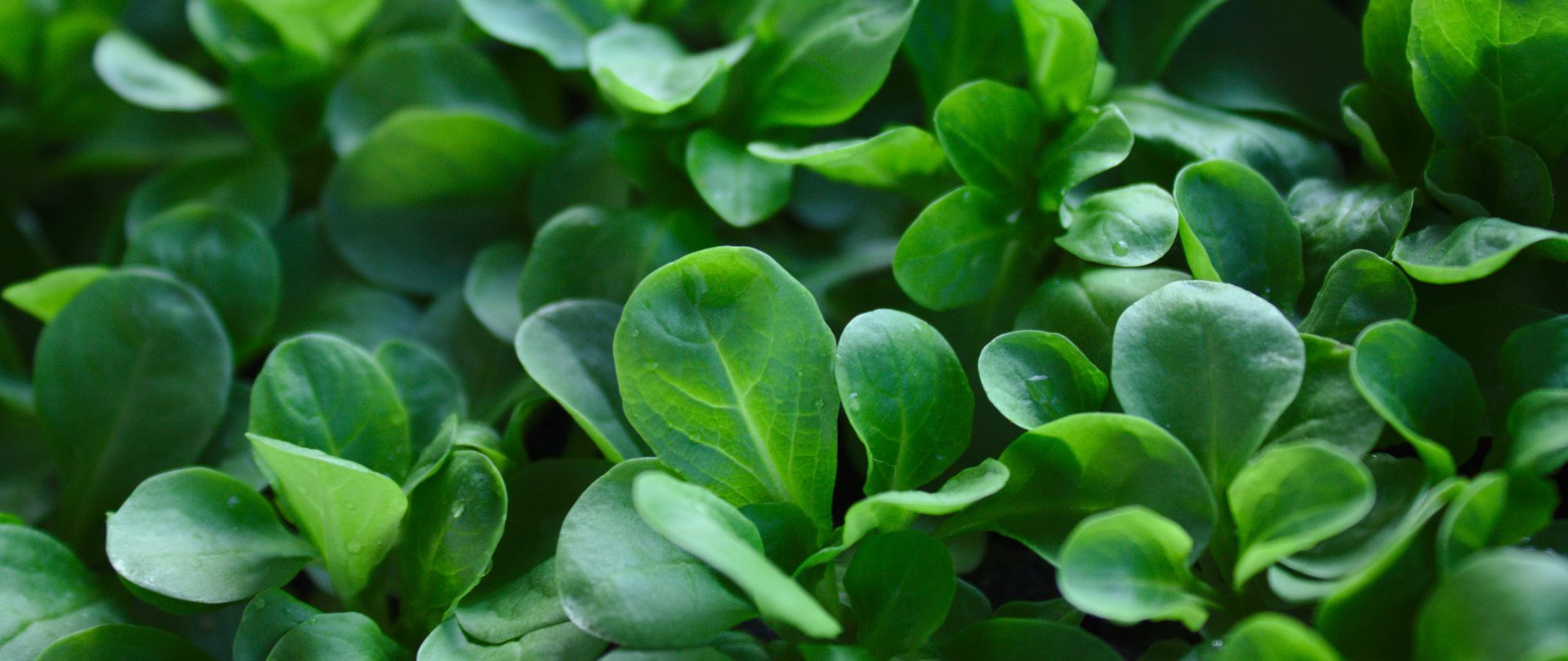 Mâche : Préparer, cuire, associer, cuisiner - Interfel - Les fruits et ...