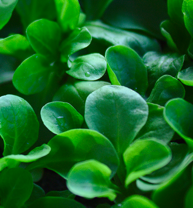 Bien cuisiner la mâche : Préparation, cuisson, assortiments et associations