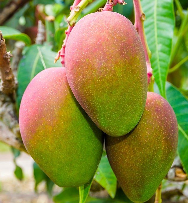 Mangue : Choisir, conserver, signes de qualité et d’origine - Interfel ...