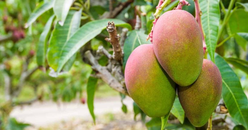 Découvrez La liste des fruits et légumes par ordre alphabétique