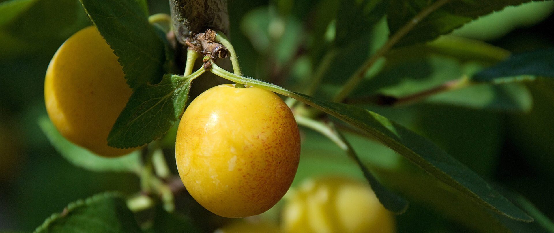 Choisir la mirabelle : Signes de qualité extérieurs et d’origine