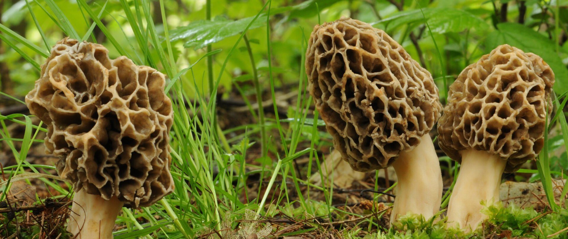 Morille : Choisir, conserver, signes de qualité et d’origine - Interfel ...