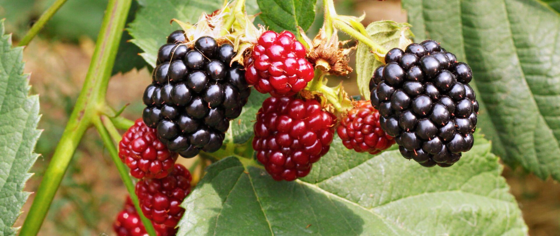 Mûre : Présentation, production, consommation - Interfel - Les fruits ...