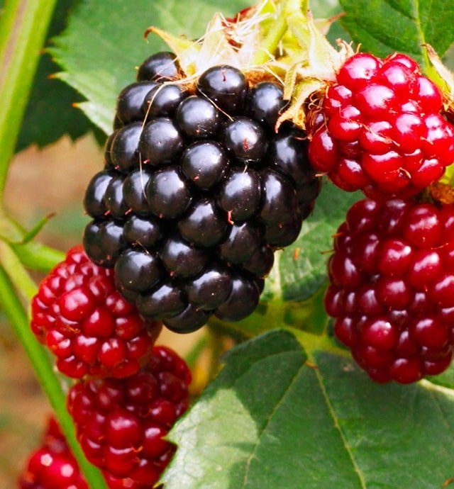 Mûre : Présentation, disponibilité, conservation