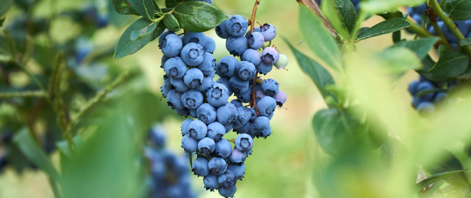 Myrtille : Préparer, cuire, associer, cuisiner - Interfel - Les fruits ...