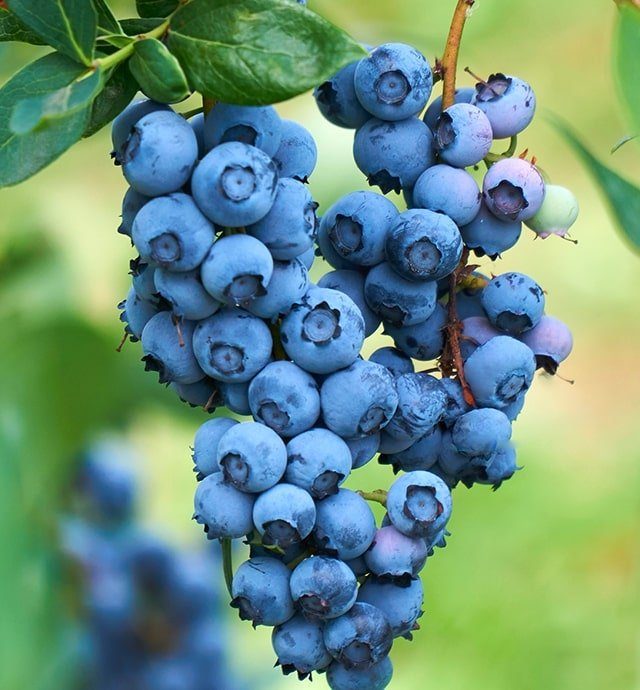 Myrtille : Production, culture, botanique - Interfel - Les fruits et ...