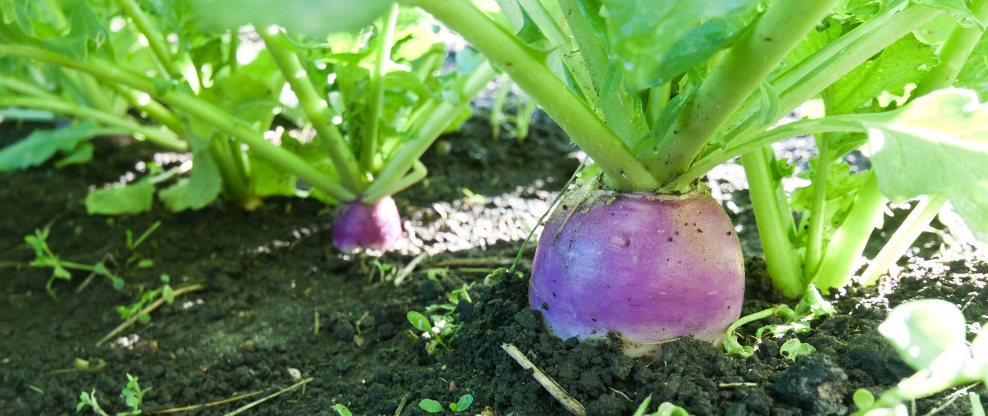 Navet : Préparer, cuire, associer, cuisiner - Interfel - Les fruits et ...