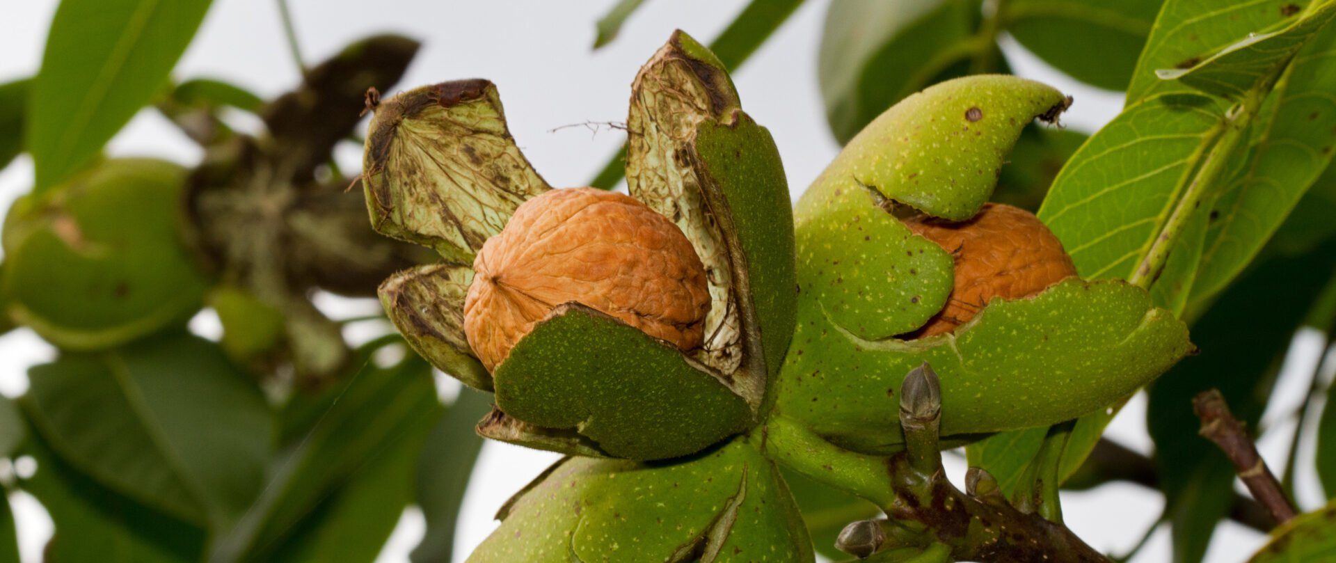 fruits et légumes à croquer | Les fruits et légumes frais — Interfel