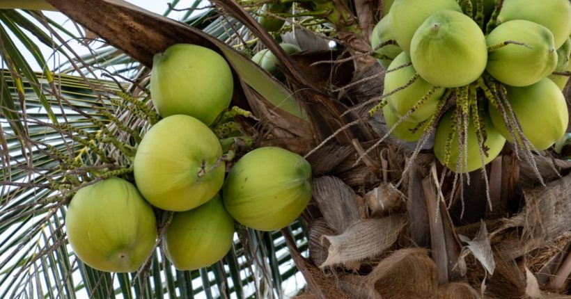 Découvrez La liste des fruits et légumes par ordre alphabétique