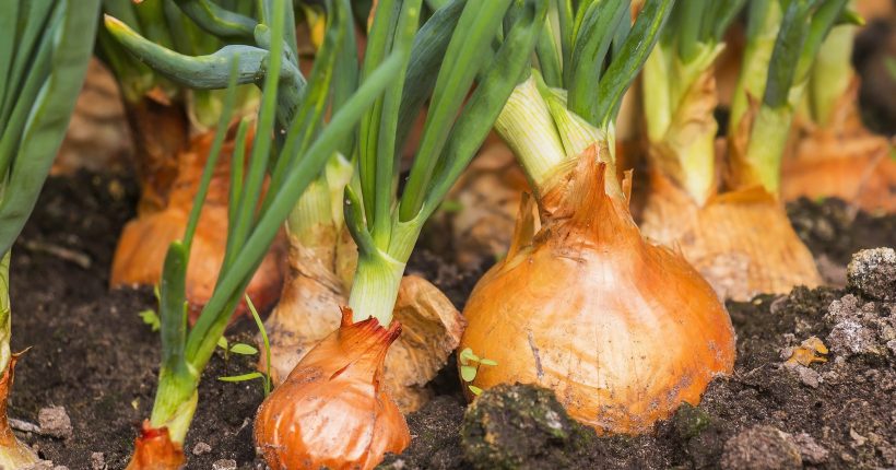 Découvrez La liste des fruits et légumes par ordre alphabétique