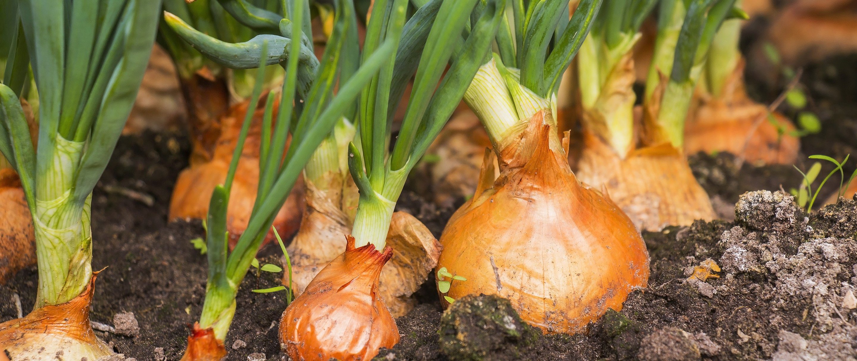Oignon : Production, culture, botanique - Interfel - Les fruits et ...