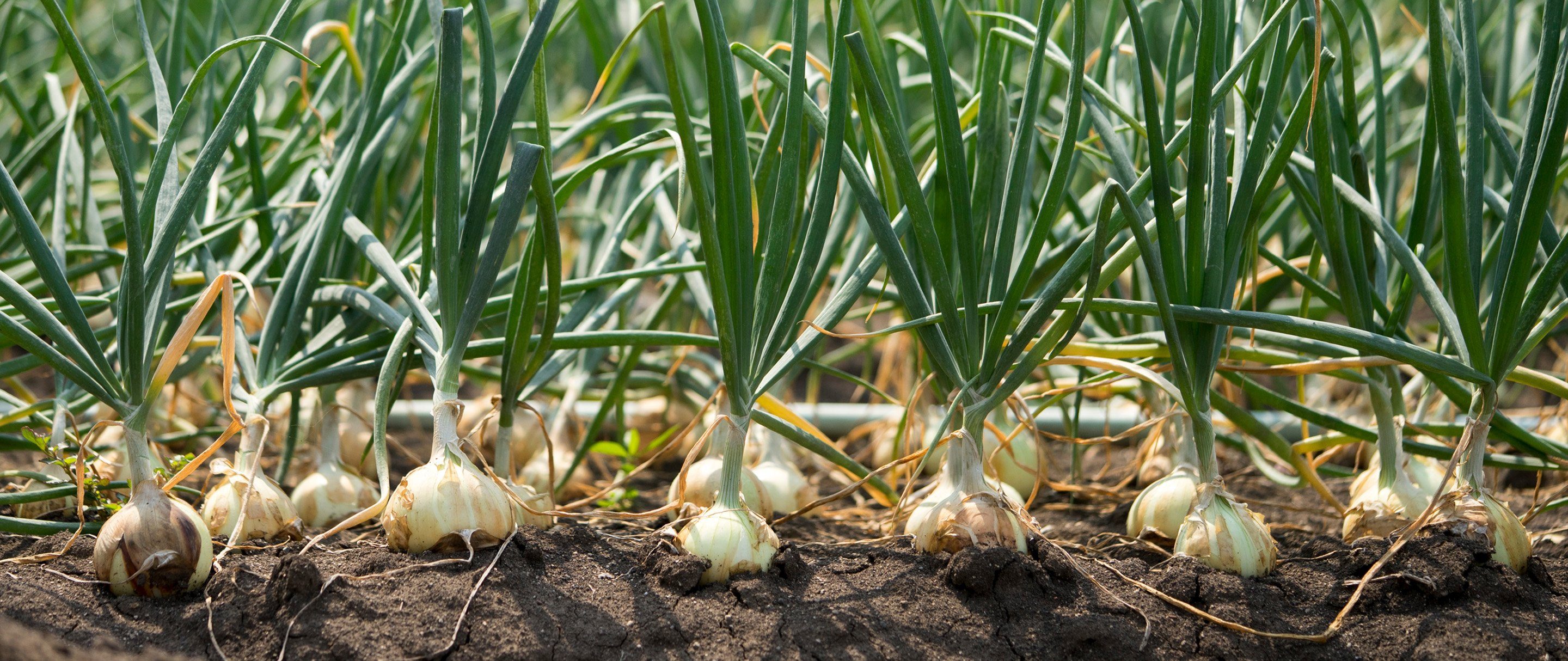 Choisir l’oignon primeur : Signes de qualité extérieurs et d’origine