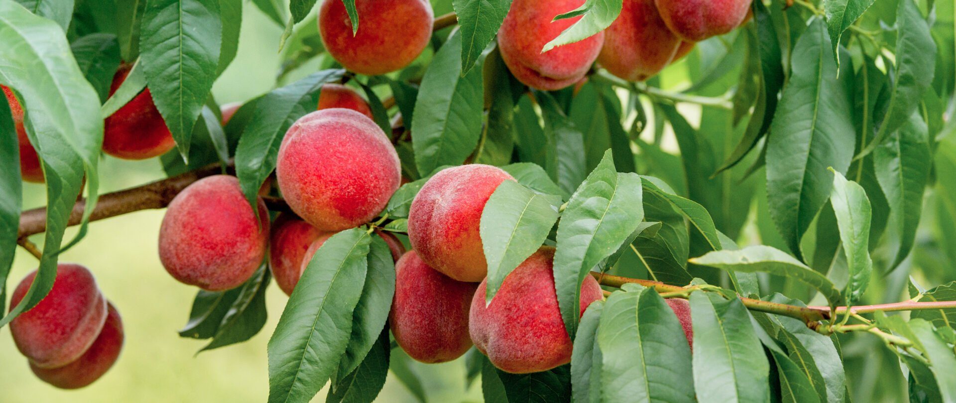 Pêche, Nectarine : Présentation, disponibilité, conservation