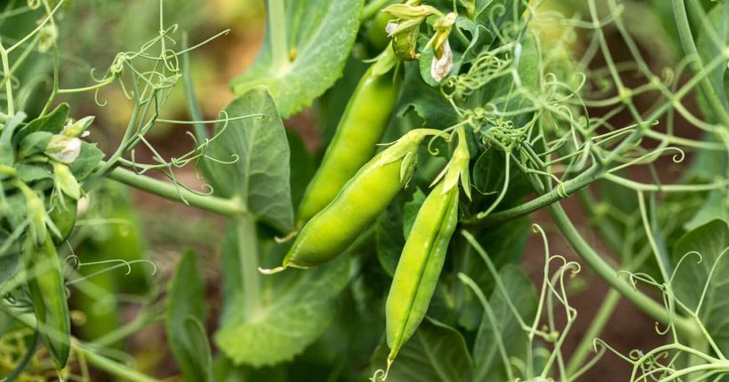 Découvrez La liste des fruits et légumes par ordre alphabétique