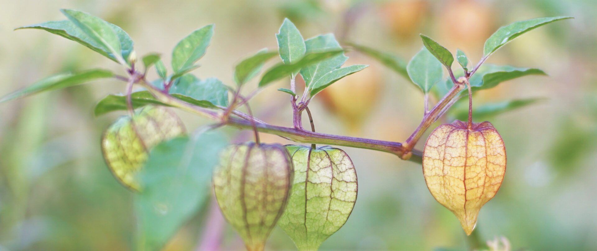Tout savoir sur le physalis : Botanique, culture et production, histoire