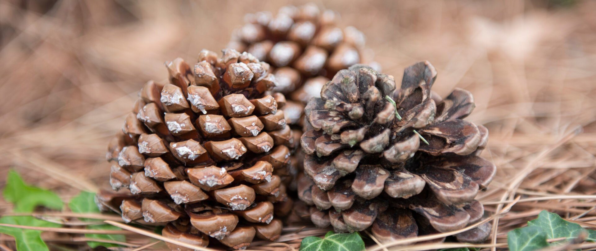 Tout savoir sur le pignon de pin : Botanique, culture et production ...