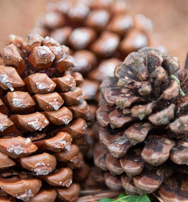 Pignon de pin : Présentation, disponibilité, conservation