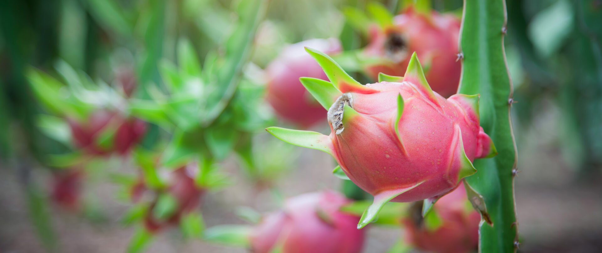 Pitaya : Présentation, disponibilité, conservation