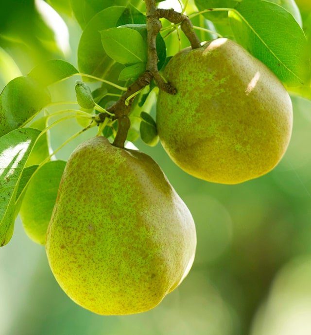 Poire : Préparer, cuire, associer, cuisiner - Interfel - Les fruits et ...