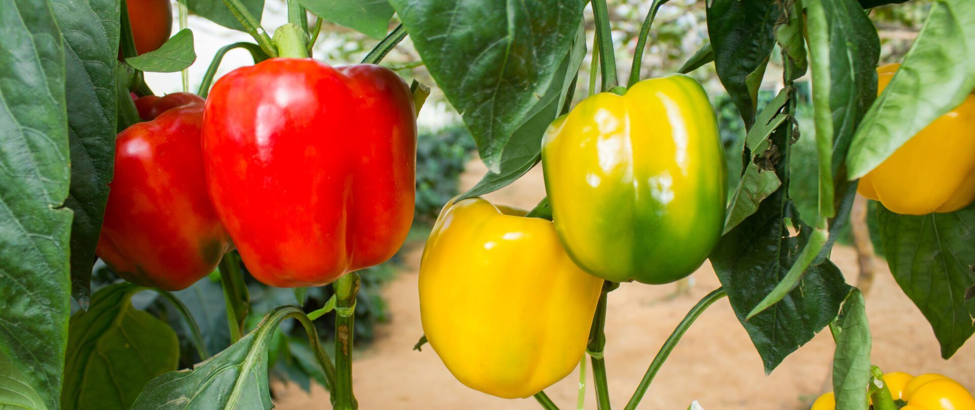 Poivron : Présentation, production, consommation - Interfel - Les ...