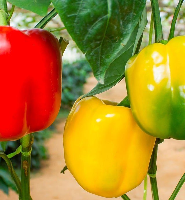 Poivron : Préparer, cuire, associer, cuisiner - Interfel - Les fruits ...