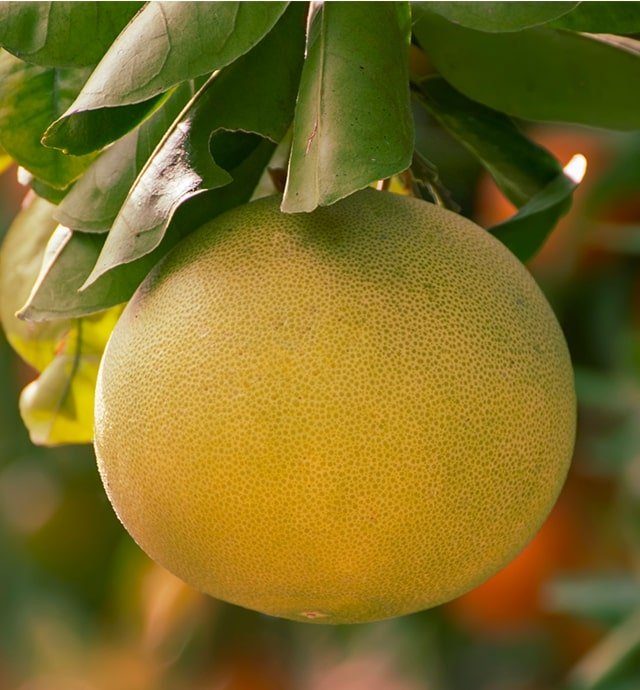 Pomelo : Présentation, disponibilité, conservation