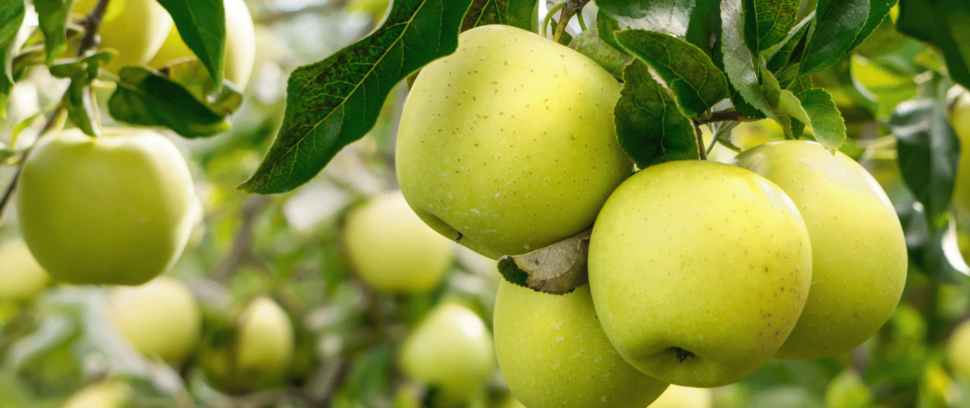 Pomme : Choisir, conserver, signes de qualité et d’origine - Interfel ...