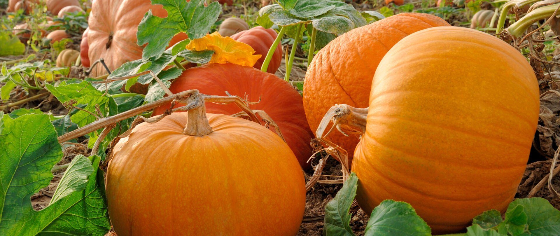 Potiron : Choisir, conserver, signes de qualité et d’origine - Interfel ...