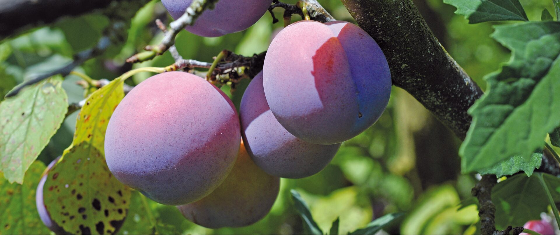 Prune : Présentation, production, consommation - Interfel - Les fruits ...