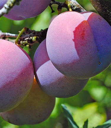 Choisir la prune : Signes de qualité extérieurs et d’origine