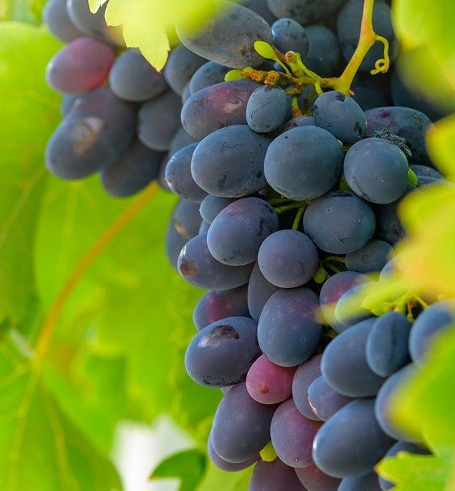 Raisin : Choisir, conserver, signes de qualité et d’origine - Interfel ...