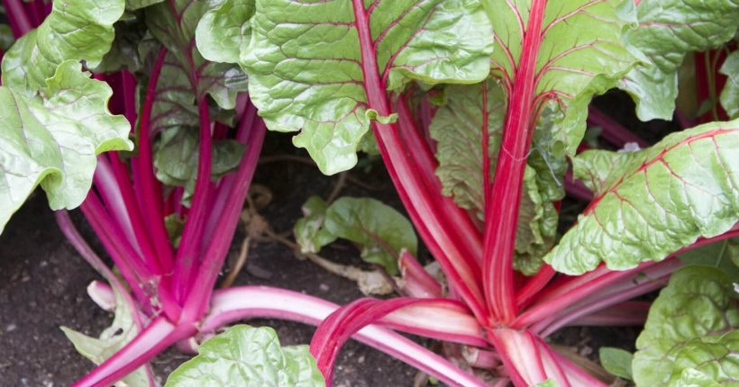 Découvrez La liste des fruits et légumes par ordre alphabétique