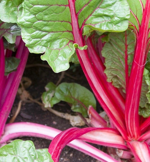 Rhubarbe : Préparer, cuire, associer, cuisiner - Interfel - Les fruits ...