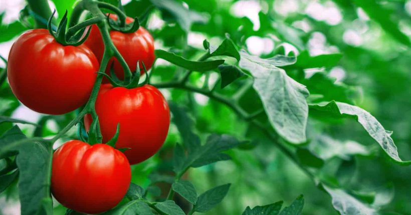 Découvrez La liste des fruits et légumes par ordre alphabétique