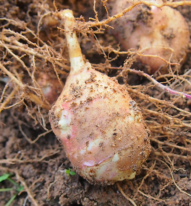 Bien cuisiner le topinambour : Préparation, cuisson, assortiments et ...