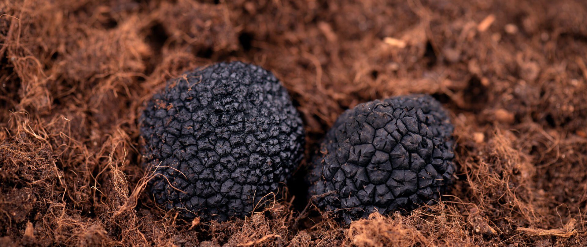 Truffe : Choisir, conserver, signes de qualité et d’origine - Interfel ...