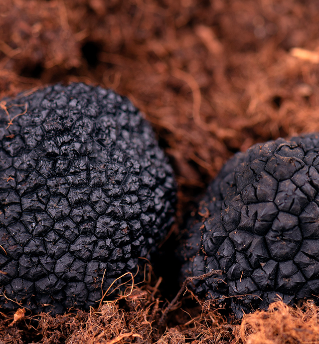 Truffe : Présentation, production, consommation - Interfel - Les fruits ...