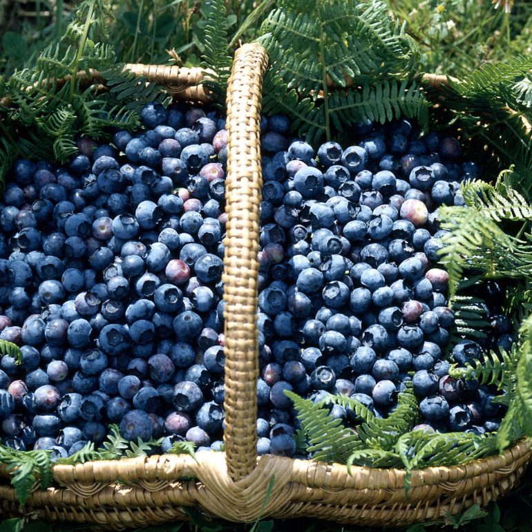 Topissimes Archive | Page 3 sur 3 | Les fruits et légumes frais — Interfel