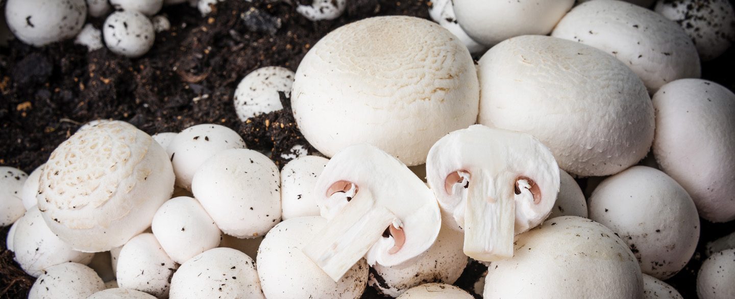Bien cuisiner le champignon de Paris : Préparation, cuisson ...