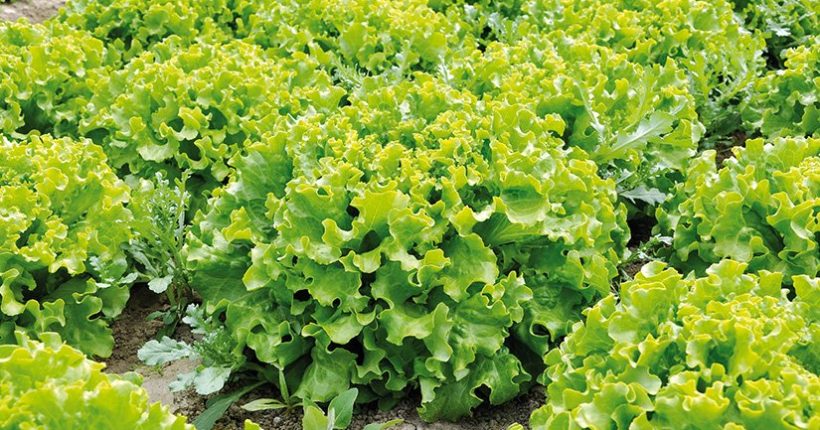 Découvrez La liste des fruits et légumes par ordre alphabétique