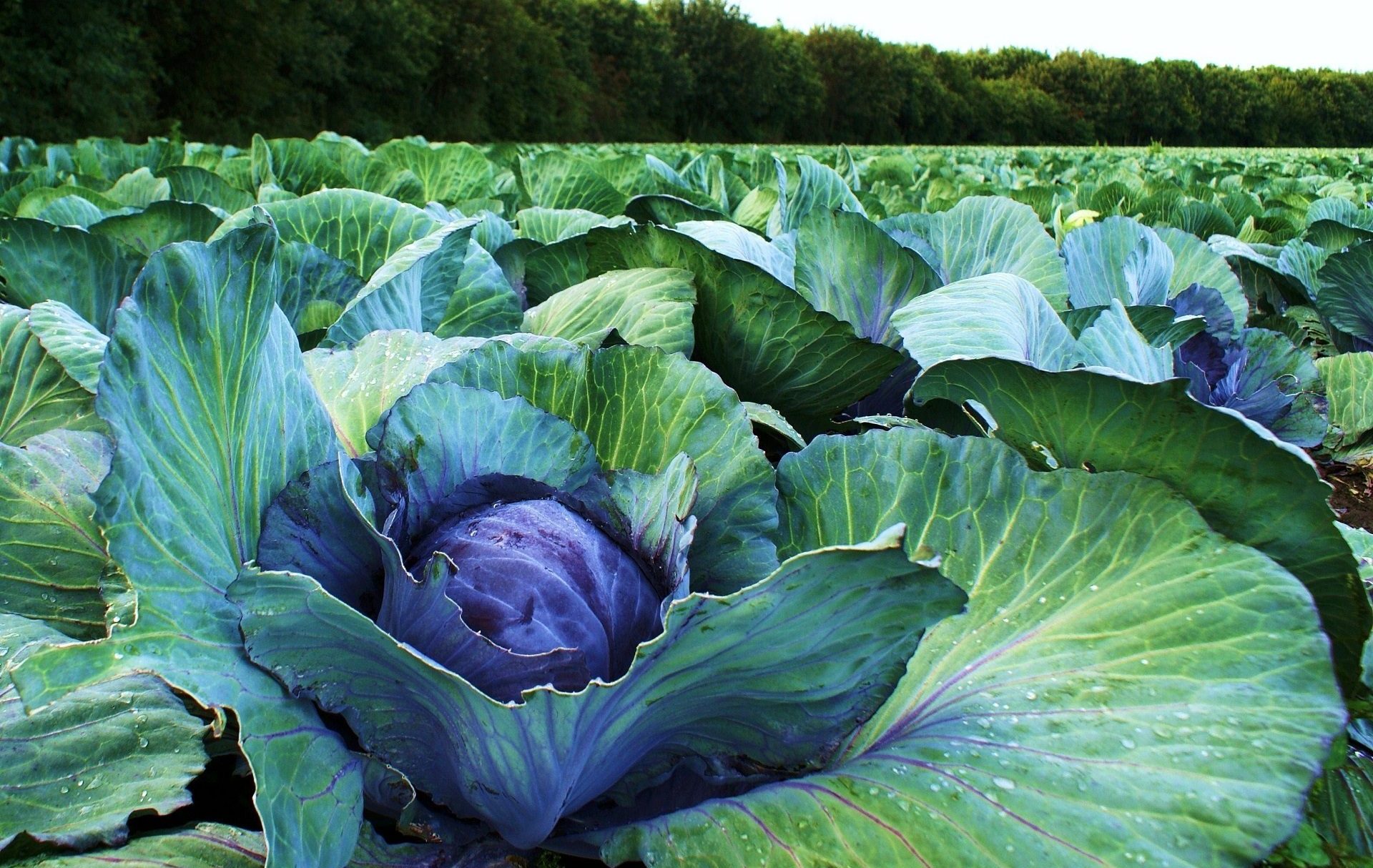 Bien cuisiner un chou rouge : Préparation, cuisson, assortiments et ...